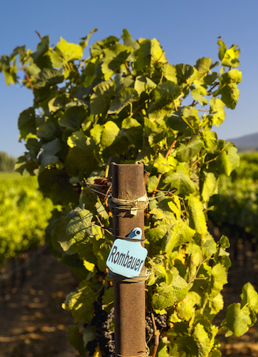 Rombauer Vineyards | Santa Lucia Highlands